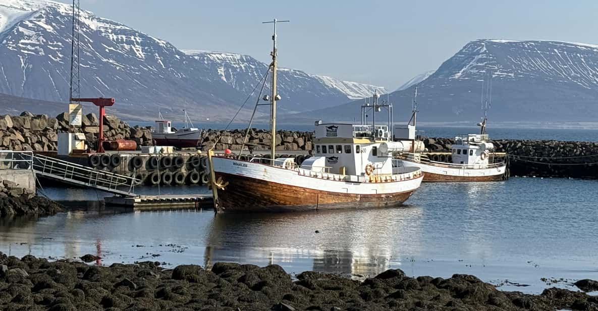 Hauganes: Whale Watching Pohjois-Islanti | GetYourGuide