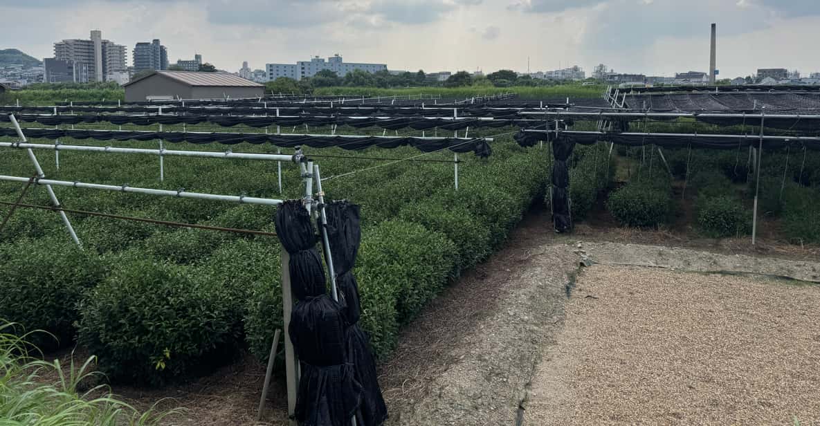 Kyoto: Tea Museum Tickets and Matcha Grinding Experience | GetYourGuide