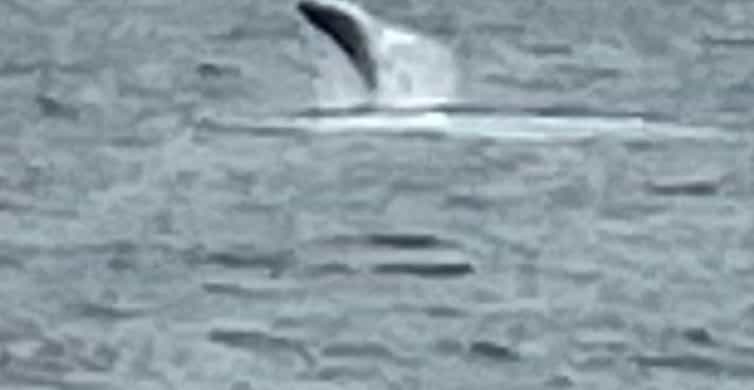 Ketchikan: Totem Pole, Wildlife & City Trolley Tour | GetYourGuide