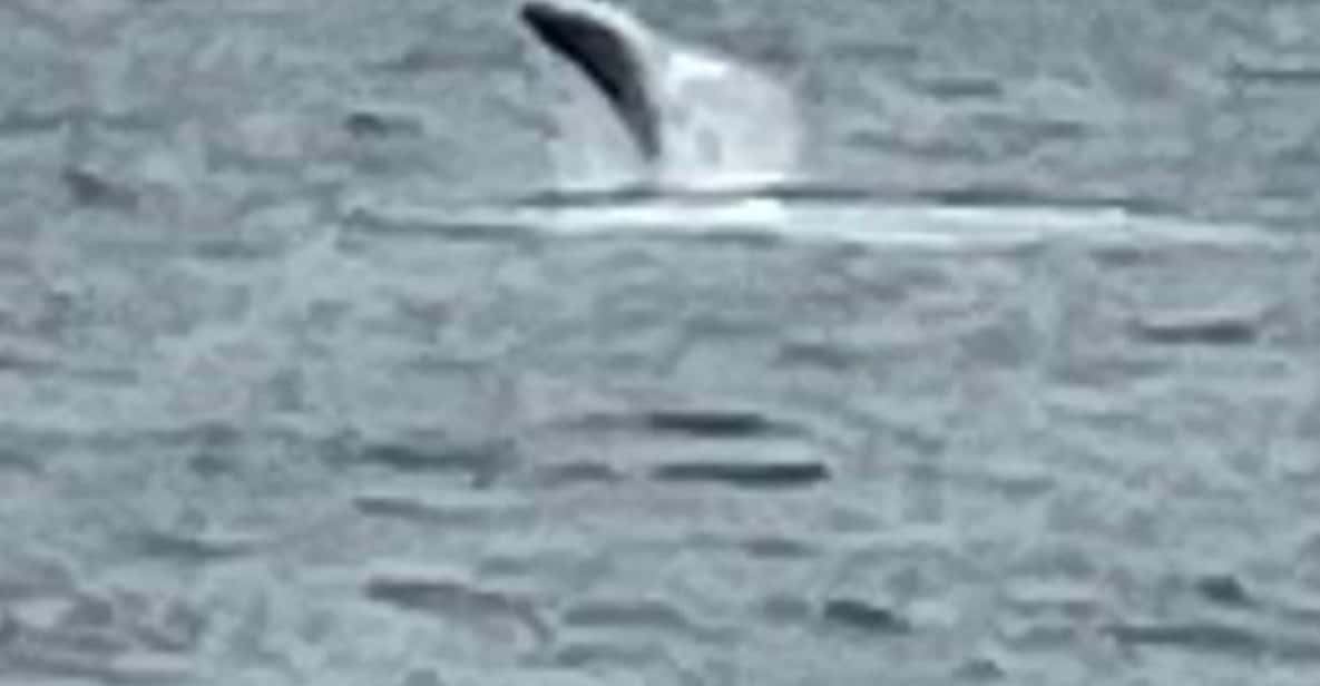 Ketchikan: Totem Pole, Wildlife & City Trolley Tour | GetYourGuide