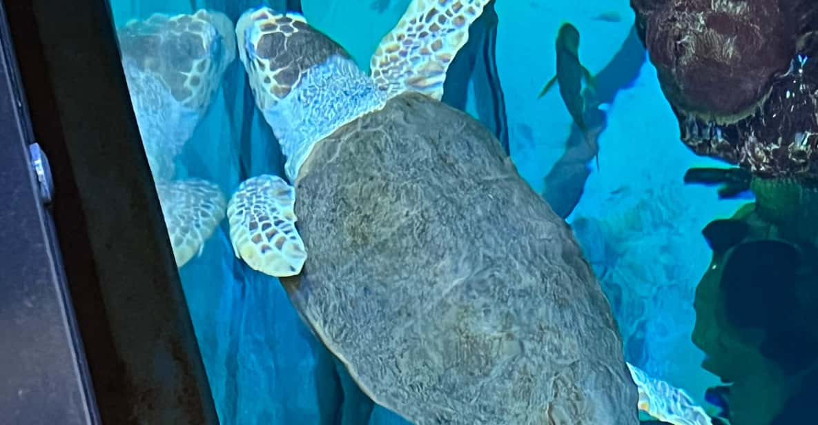 Boston: Vstup do New England Aquarium + volitelně Simons Theatre ...