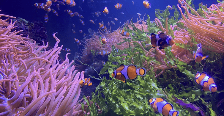 London: SEA LIFE & London Eye Combo Ticket | GetYourGuide