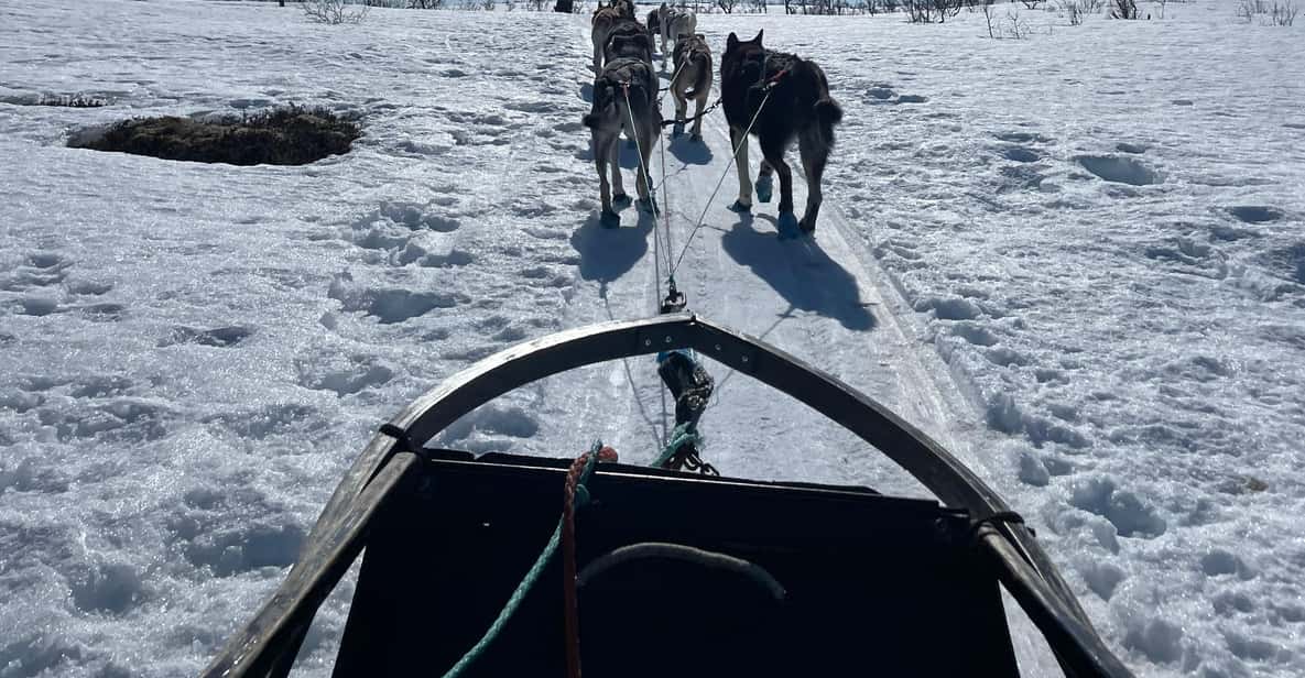 Tromsø: Husky Sled Self-Drive with Traditional Lunch | GetYourGuide