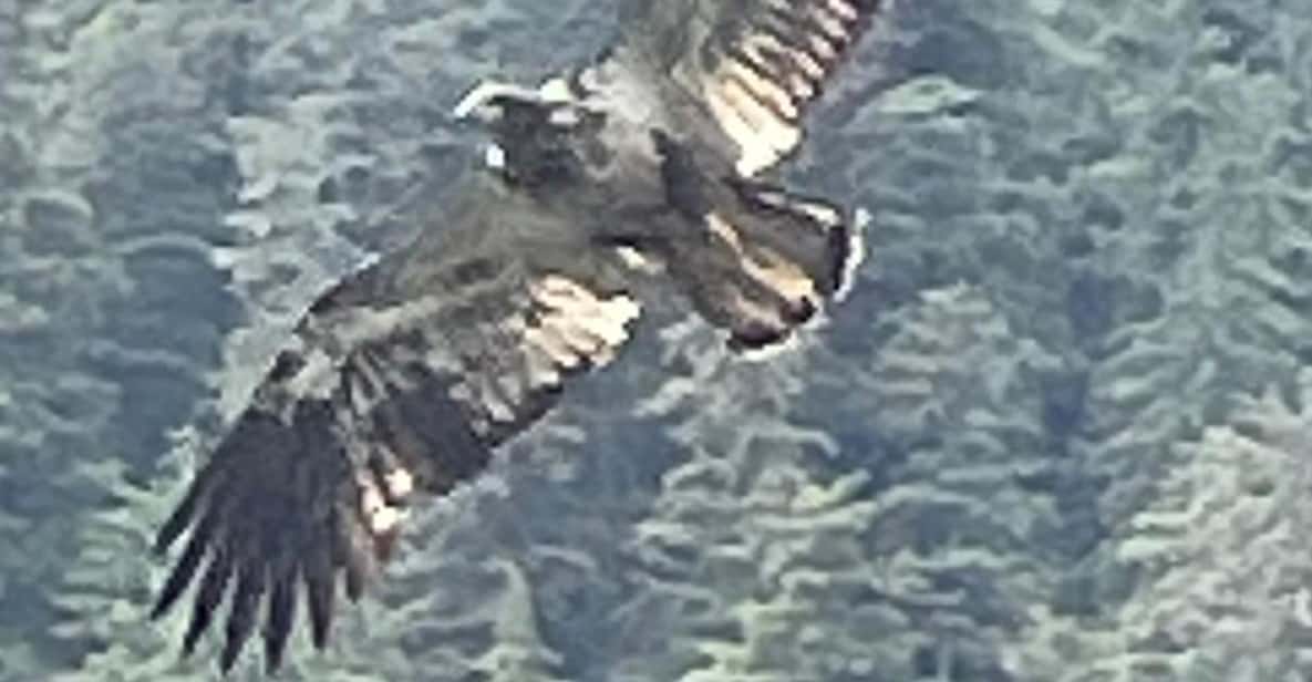 Ketchikan: Totem Pole, Wildlife & City Trolley Tour | GetYourGuide