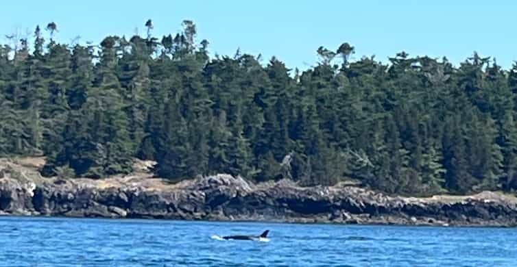 Orcas Island: Whale and Orca Guided Speedboat Tour | GetYourGuide