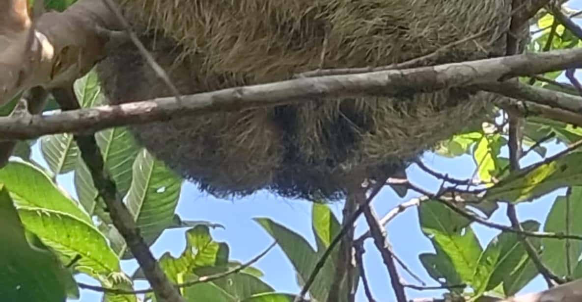 Tamarindo: Celeste River and Llanos de Cortez Waterfall | GetYourGuide