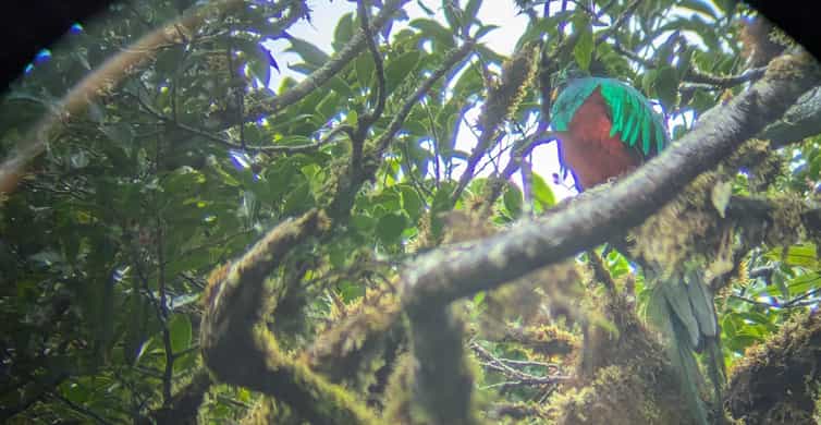 Monteverde: Exploring Santa Elena Cloudforest Reserve | GetYourGuide