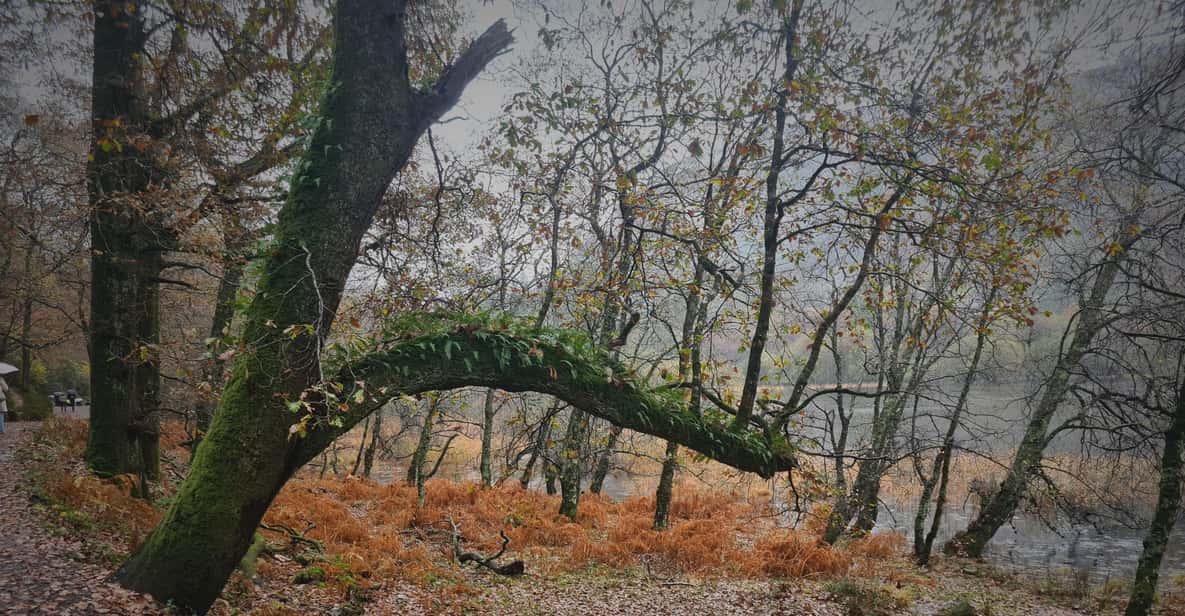 From Dublin: Giant's Causeway, Dark Hedge & Belfast Tour | GetYourGuide