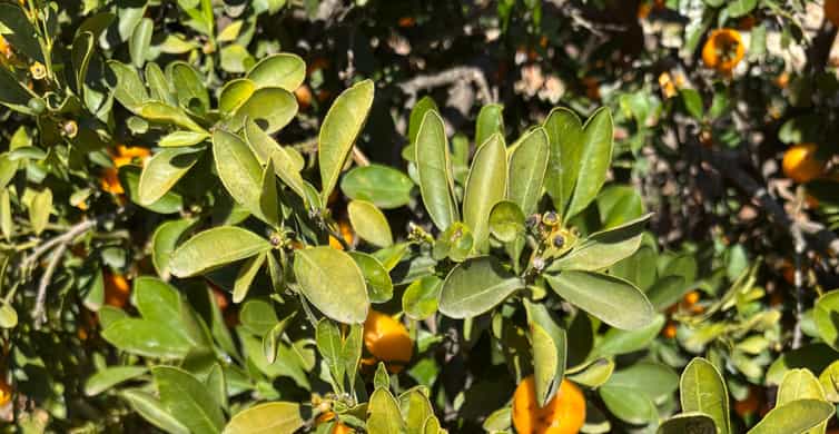 Valencia: Orange Farm and Orchard Trip with Tastings | GetYourGuide