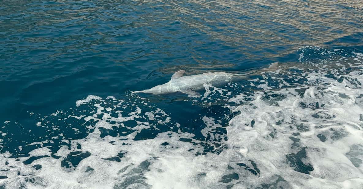 From UAE: Musandam Khasab Dolphin Watching Trip with Lunch | GetYourGuide