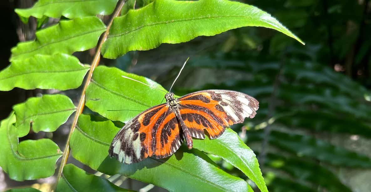Houston Museum of Natural Science: Cockrell Butterfly Center | GetYourGuide