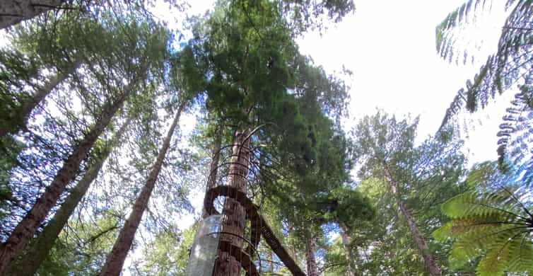Rotorua: Redwoods Altitude, Nighttime Fast Pass, & Treewalk | GetYourGuide