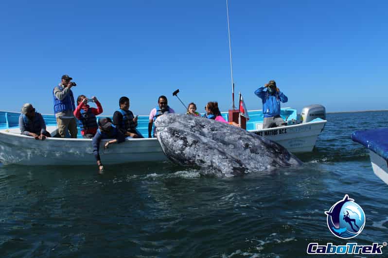 The BEST Magdalena Bay Tours 2024 - FREE Cancellation | GetYourGuide