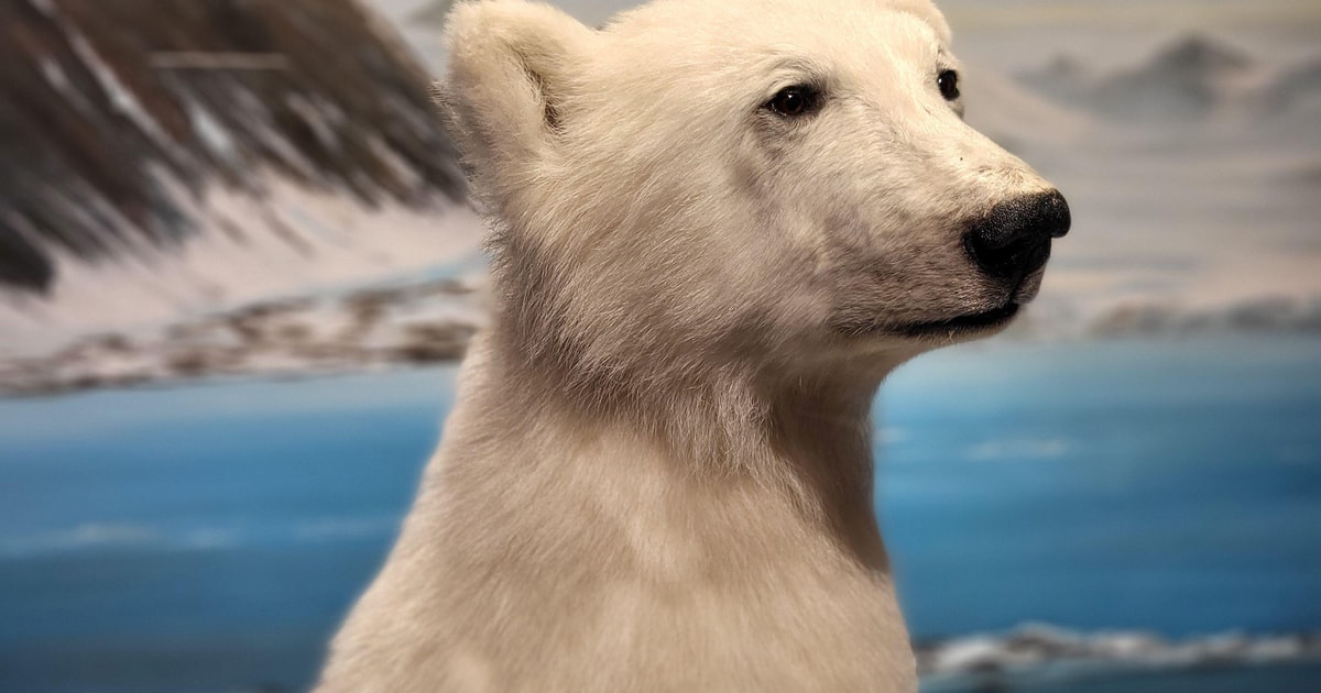 Tromsø: Guided City, Polaria and Polar Museum Walking Tour | GetYourGuide