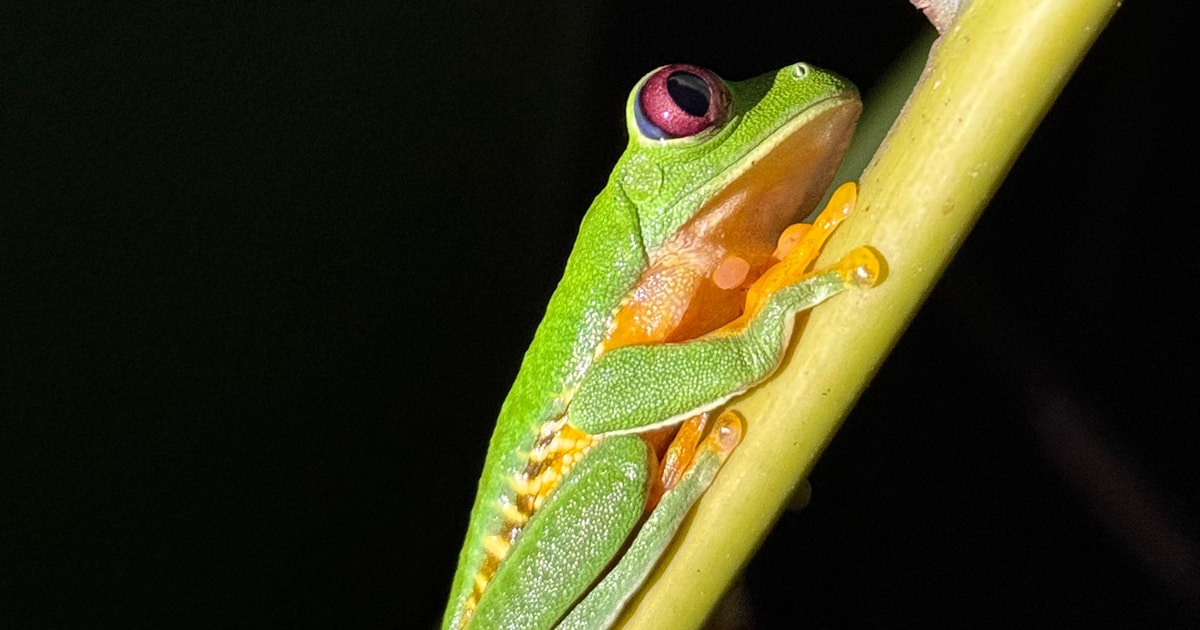 Authentic Forest Night Tour | GetYourGuide
