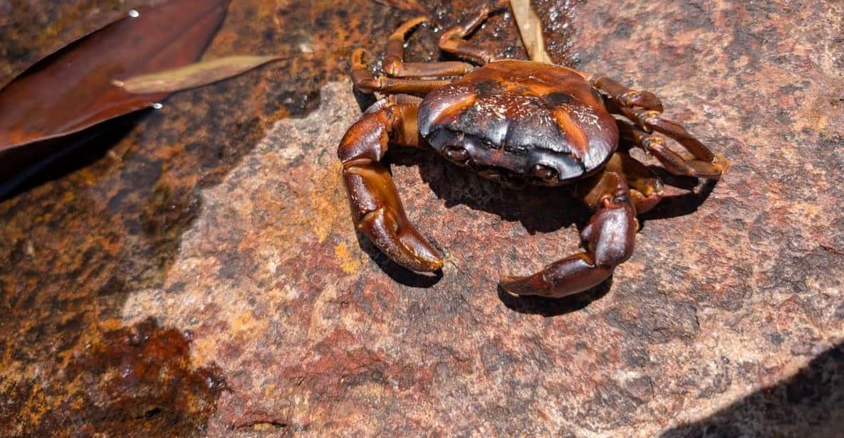 Kandy: 7 Falls Hiking Tour in the Knuckles Mountain Range | GetYourGuide