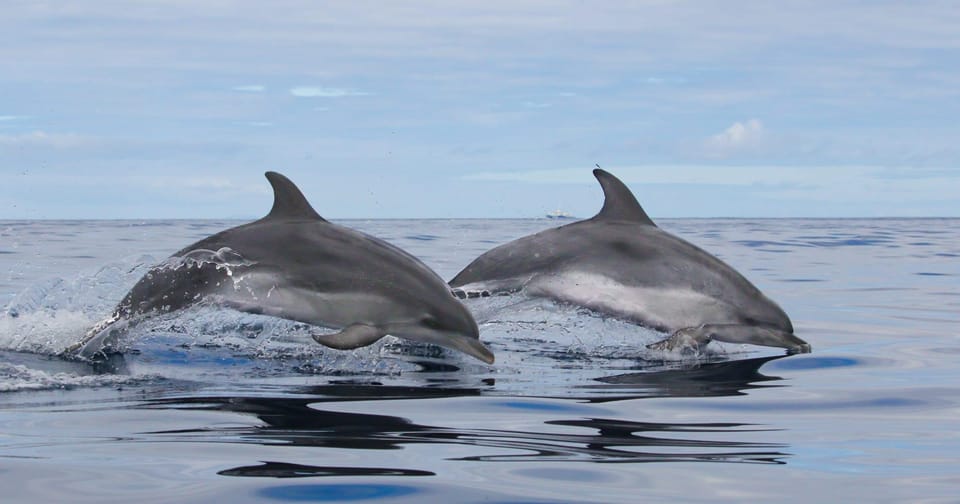 Isla Terceira : Excursión en barco para avistar ballenas y delfines ...