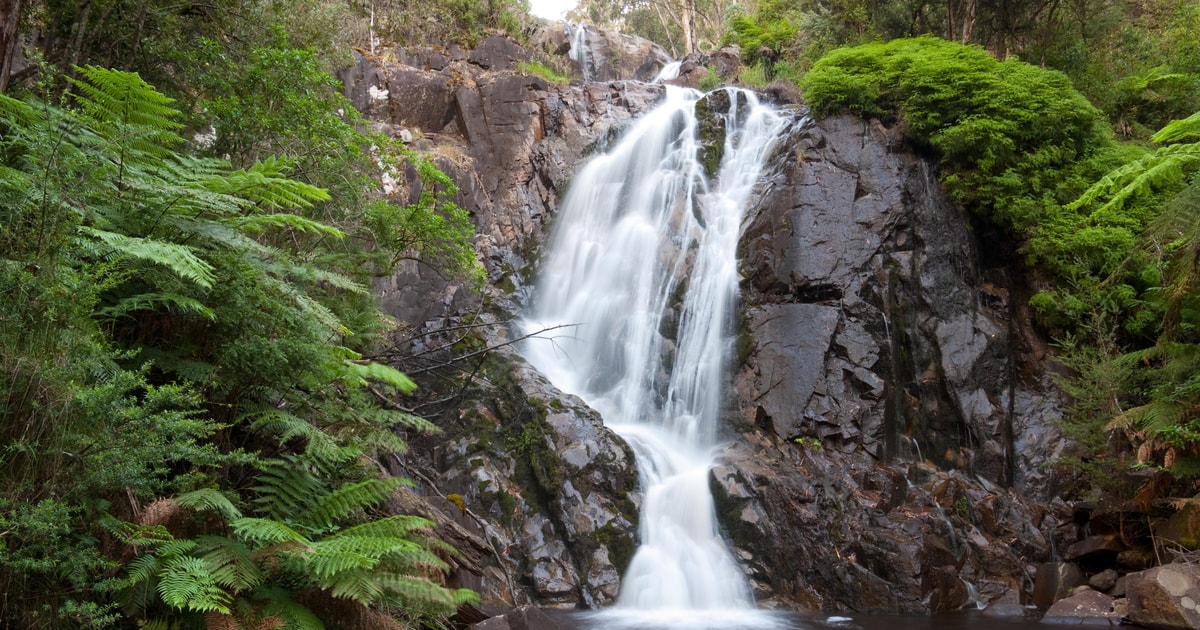 Von Melbourne aus: Lake Mountain Snow Tour | GetYourGuide