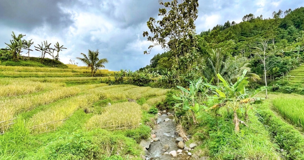 Borobudur: Private Tour to Selogriyo Temple Rice Terraces | GetYourGuide