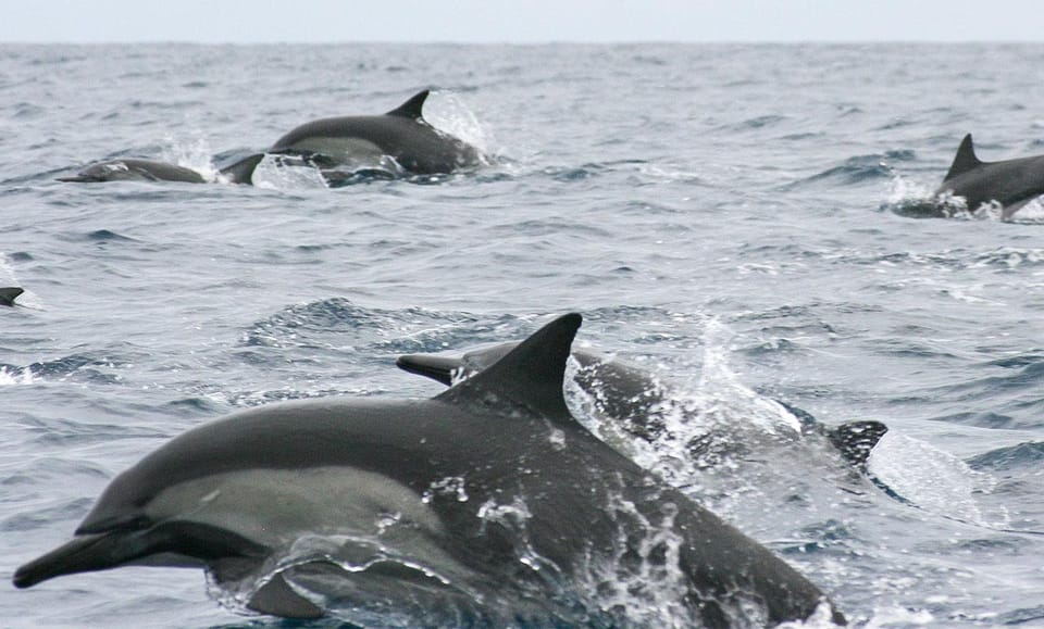 San Jose del Cabo Wildlife Encounter | GetYourGuide