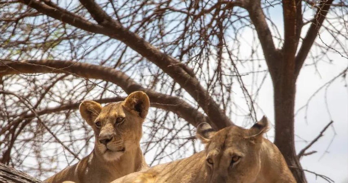 Arusza: 3-dniowe safari w Tarangire, nad jeziorem Manyara i w ...