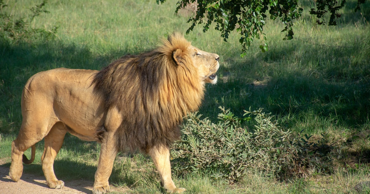 Johannesburg: Otelden Almalı Aslan ve Safari Parkı Turu | GetYourGuide