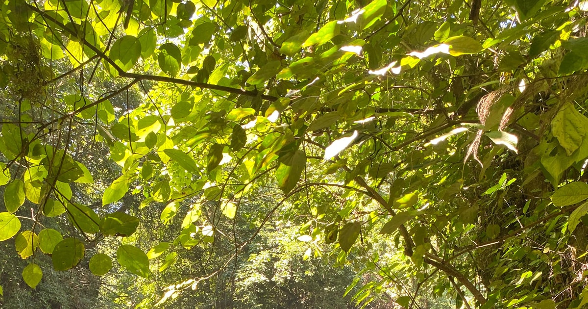 Puente de Dios & 7 Tamasopo waterfalls from San Luis Potosí | GetYourGuide