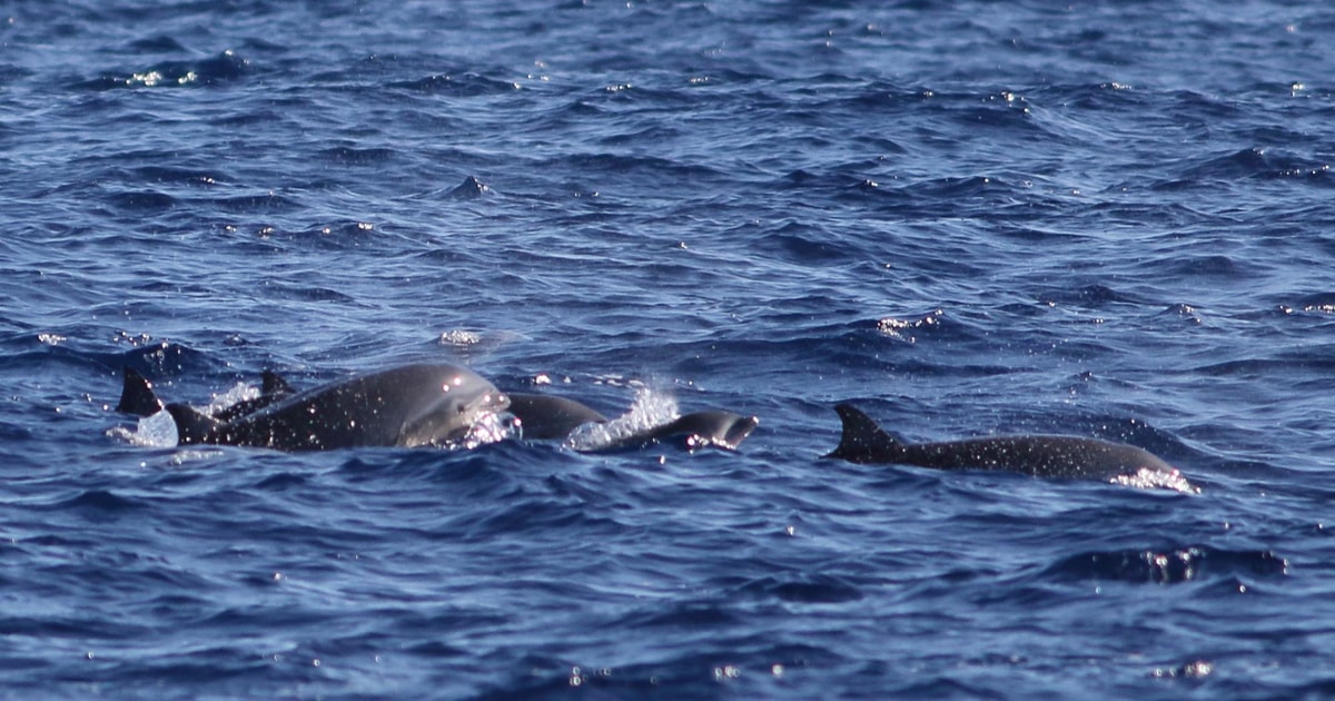 Chale Island: Dolphin Sighting Adventure | GetYourGuide