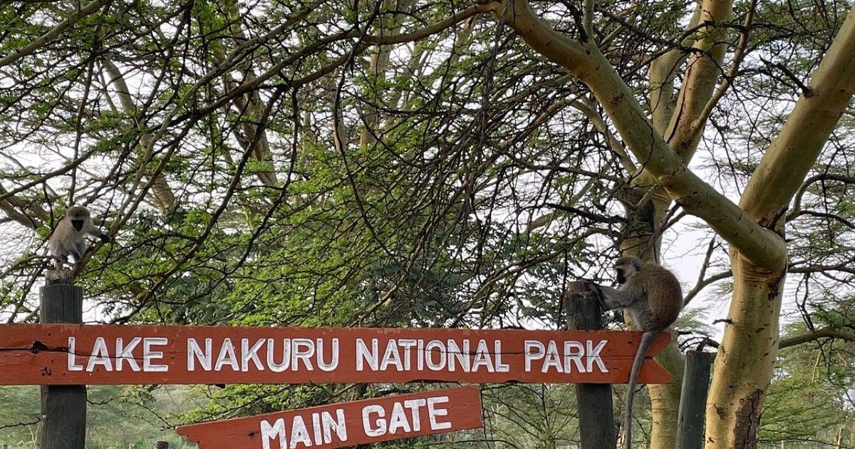 Tagestour zum Lake Nakuru National Park von Nairobi aus | GetYourGuide
