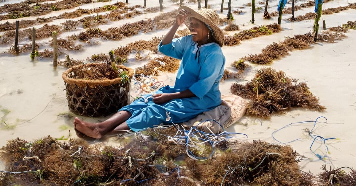 Zanzibar: Muyuni, Paje, and Seaweed Center Day Tour | GetYourGuide