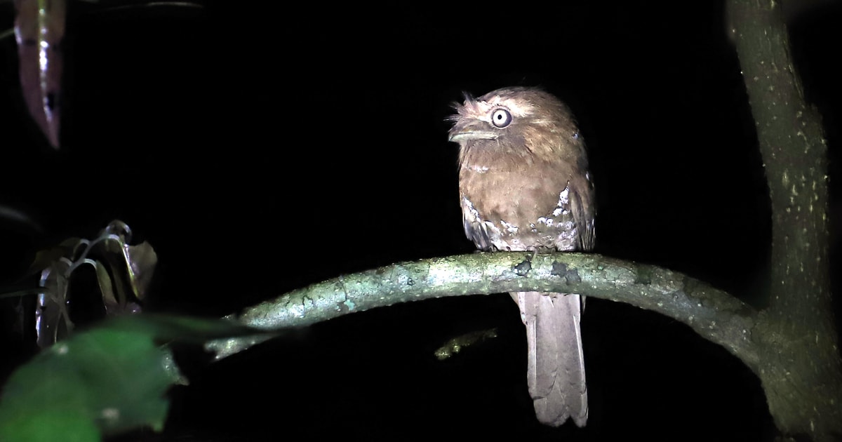 Goa: Vogelbeobachtungstour im Wald am Fluss mit Frühstück | GetYourGuide