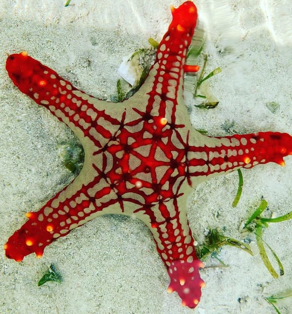 Spice Tour, Cooking Class, Blue Lagoon, Starfish, The Rock | GetYourGuide