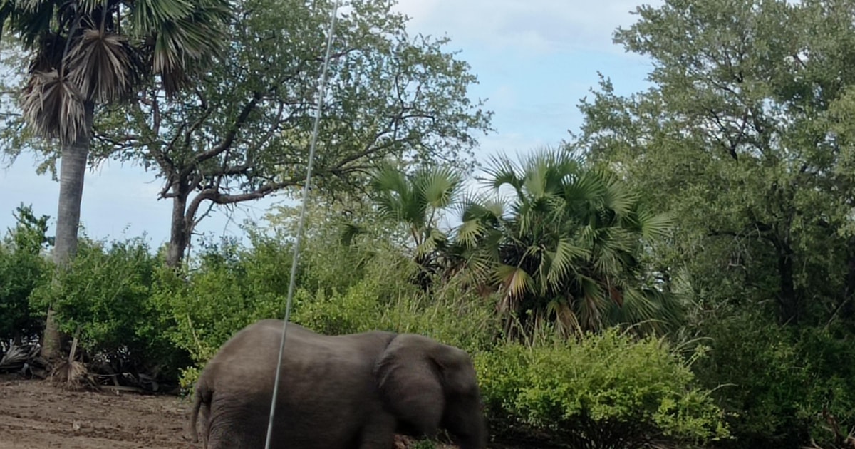 4-Day Southern Tanzania Udzungwa and Mikumi NP | GetYourGuide