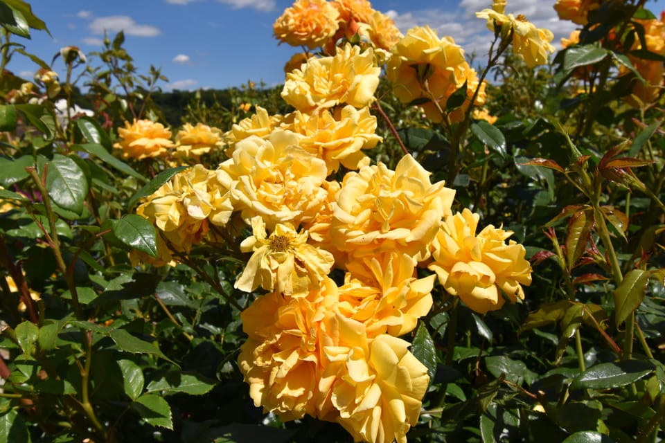 Private Day Tour to Chartwell, Home of Sir Winston Churchill | GetYourGuide