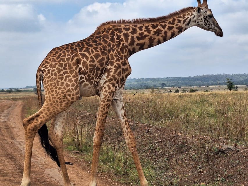 Elephants Orphanage, Giraffe Center, and Blixen Museum Tour | GetYourGuide