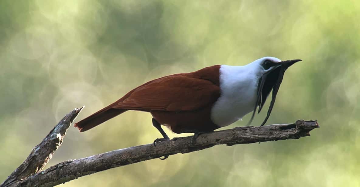 Monteverde: Birdwatching Half-Day Tour | GetYourGuide