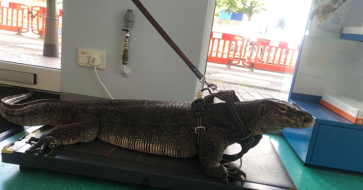 Bristol: Grote hagedis voor twee personen | GetYourGuide