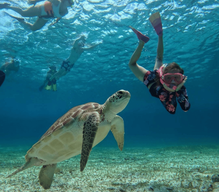 The Cozumel Turtle Sanctuary Snorkel Tour | GetYourGuide