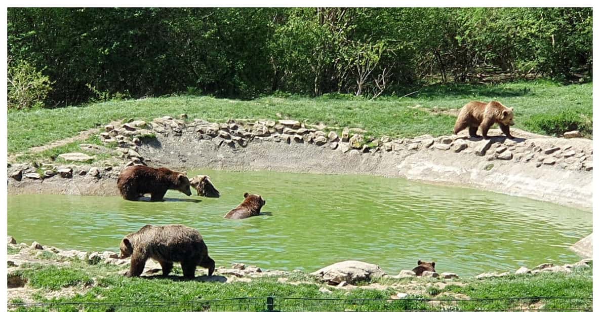Brasov: Libearty Bear Sanctuary Guided Tour | GetYourGuide