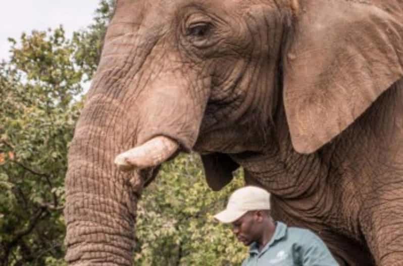 Elephant Sanctuary Sanctuary Experience | GetYourGuide