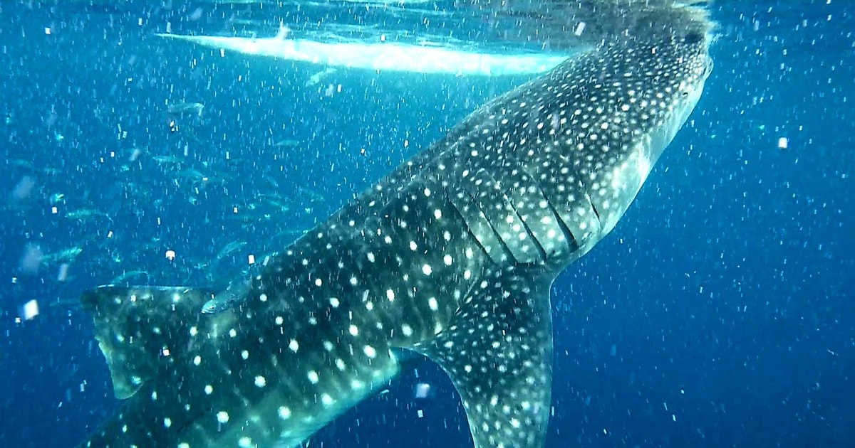 Cebu: Whale Shark Watching and Aguinid Falls Adventure | GetYourGuide