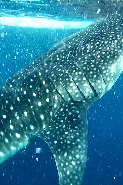 Cebu: Oslob Whale Sharks, Canyoneering, and Ziplining Tour | GetYourGuide
