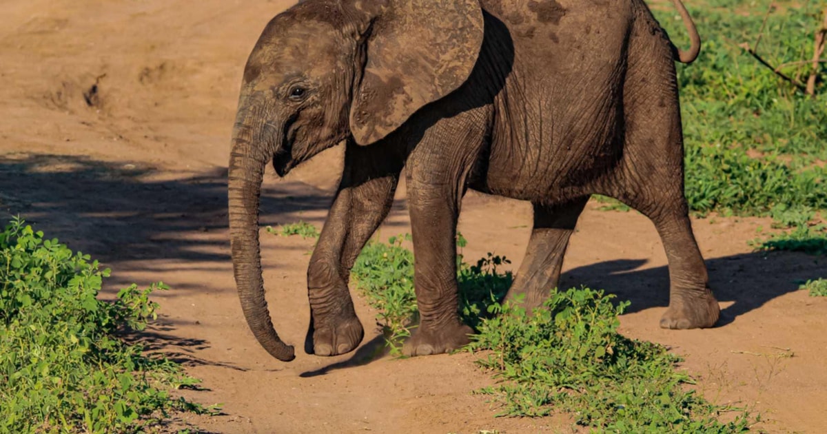 Victoria Falls: Premium Safari with Amarula+Gin Tonic | GetYourGuide