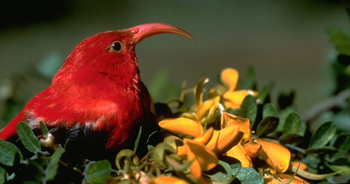 Den store ø: Native Bird Watching & Hiking Tour | GetYourGuide