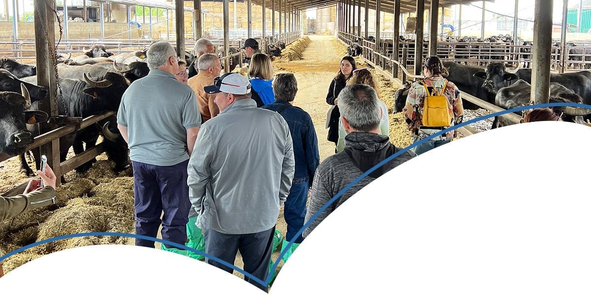 Mozzarella Cheese Factory Tour | GetYourGuide