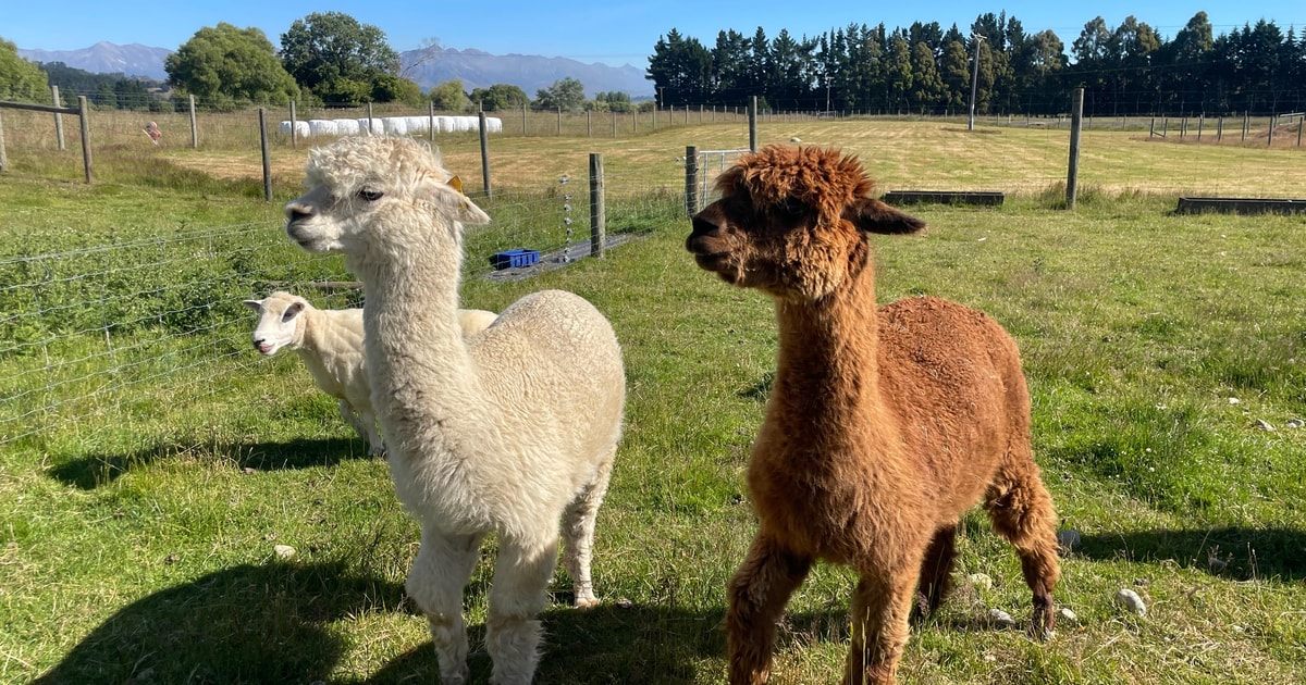 Te Anau: Sheep Shearing Farm Tour with Milford Sound Cruise | GetYourGuide