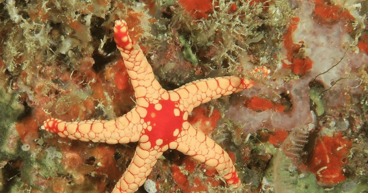 Lunch at The Rock Restaurant, Paje Beach Tour, Spice Tour | GetYourGuide