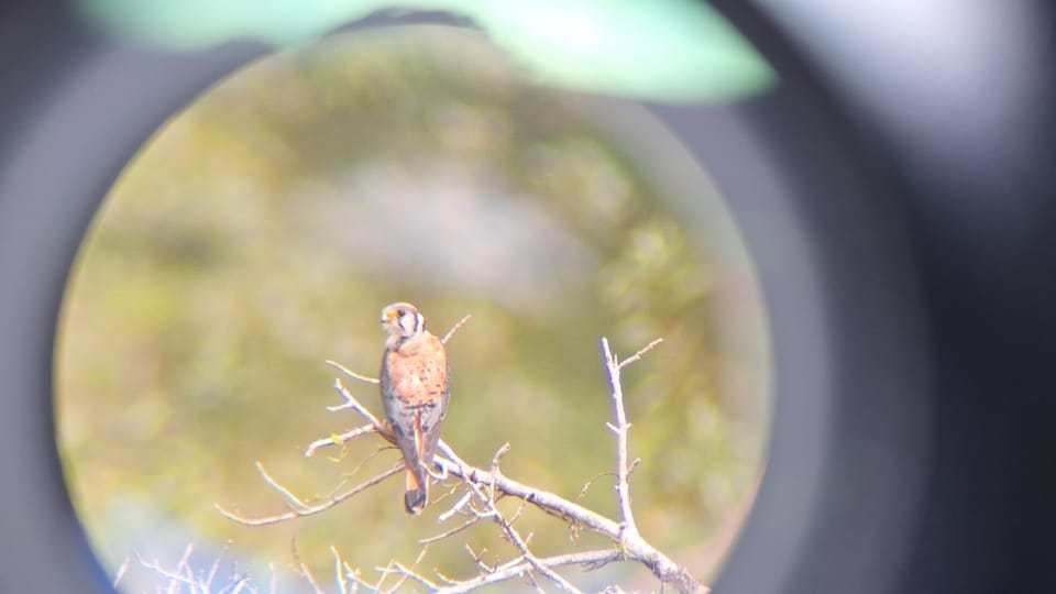 Bird Watching at Juan Castro Blanco National Park | GetYourGuide