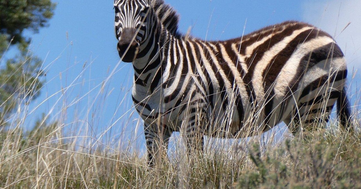 Nairobi: Aberdare & Mount Kenya 2-Day Safari with Guide | GetYourGuide