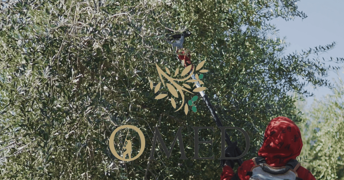 Granada in EVOO: Become a real olive harvester for a day | GetYourGuide